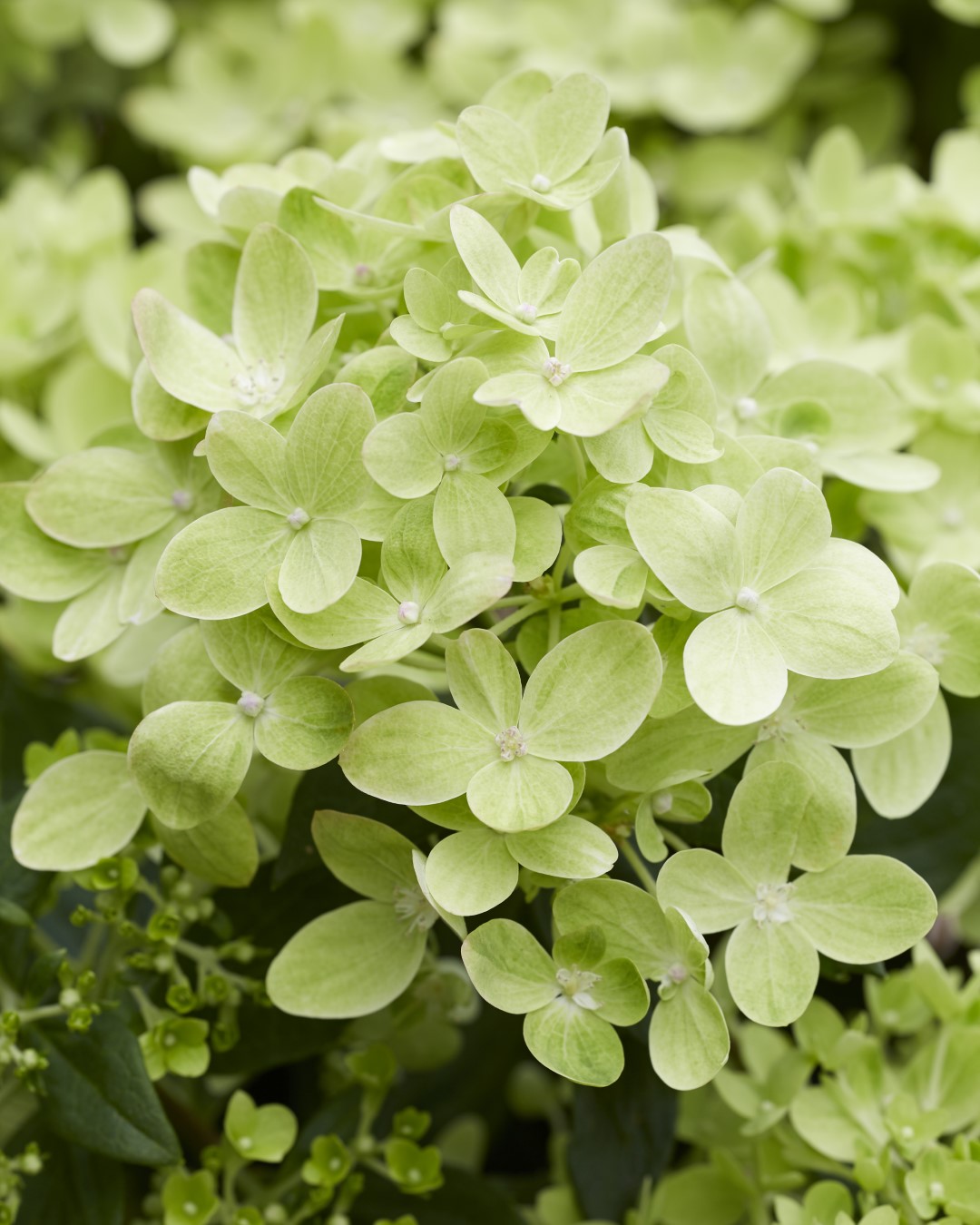 Gardenlights Hydrangea
