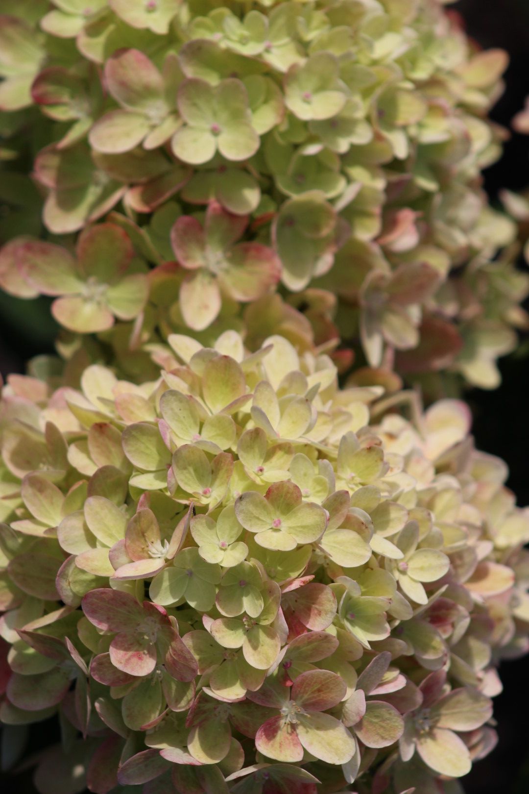 Gardenlights Hydrangea