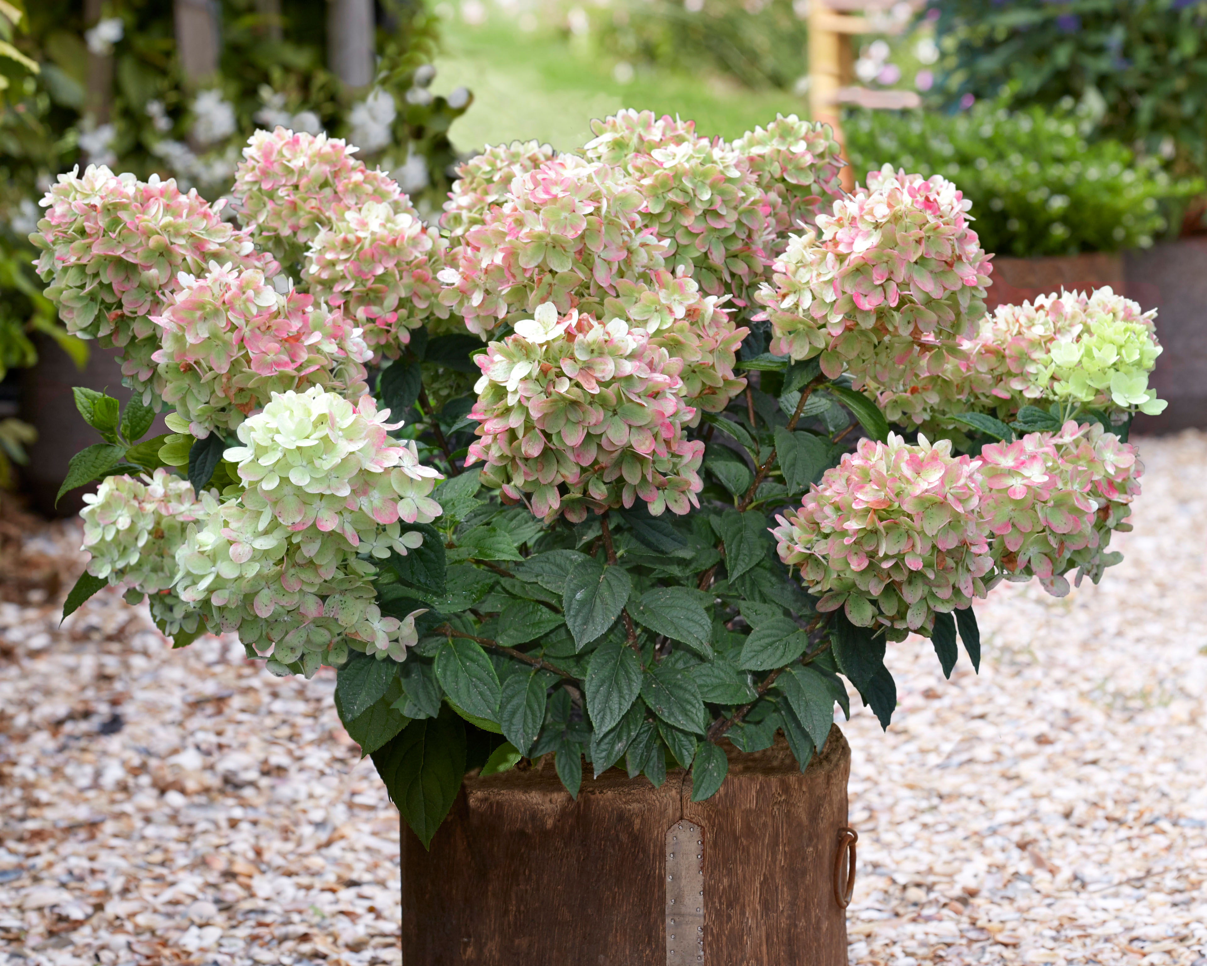 Gardenlights Hydrangea