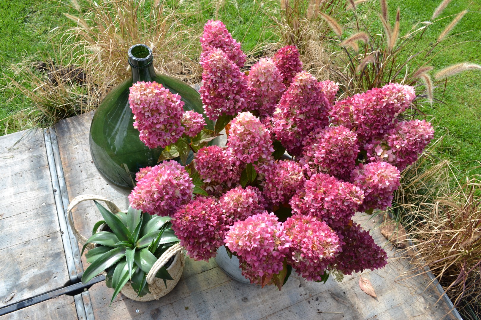Gardenlights Hydrangea