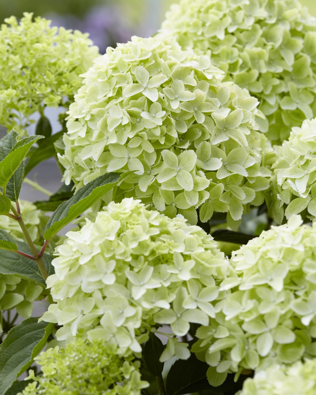 Gardenlights Hydrangea