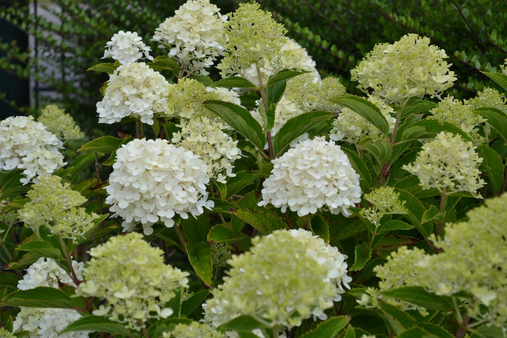 Gardenlights Hydrangea