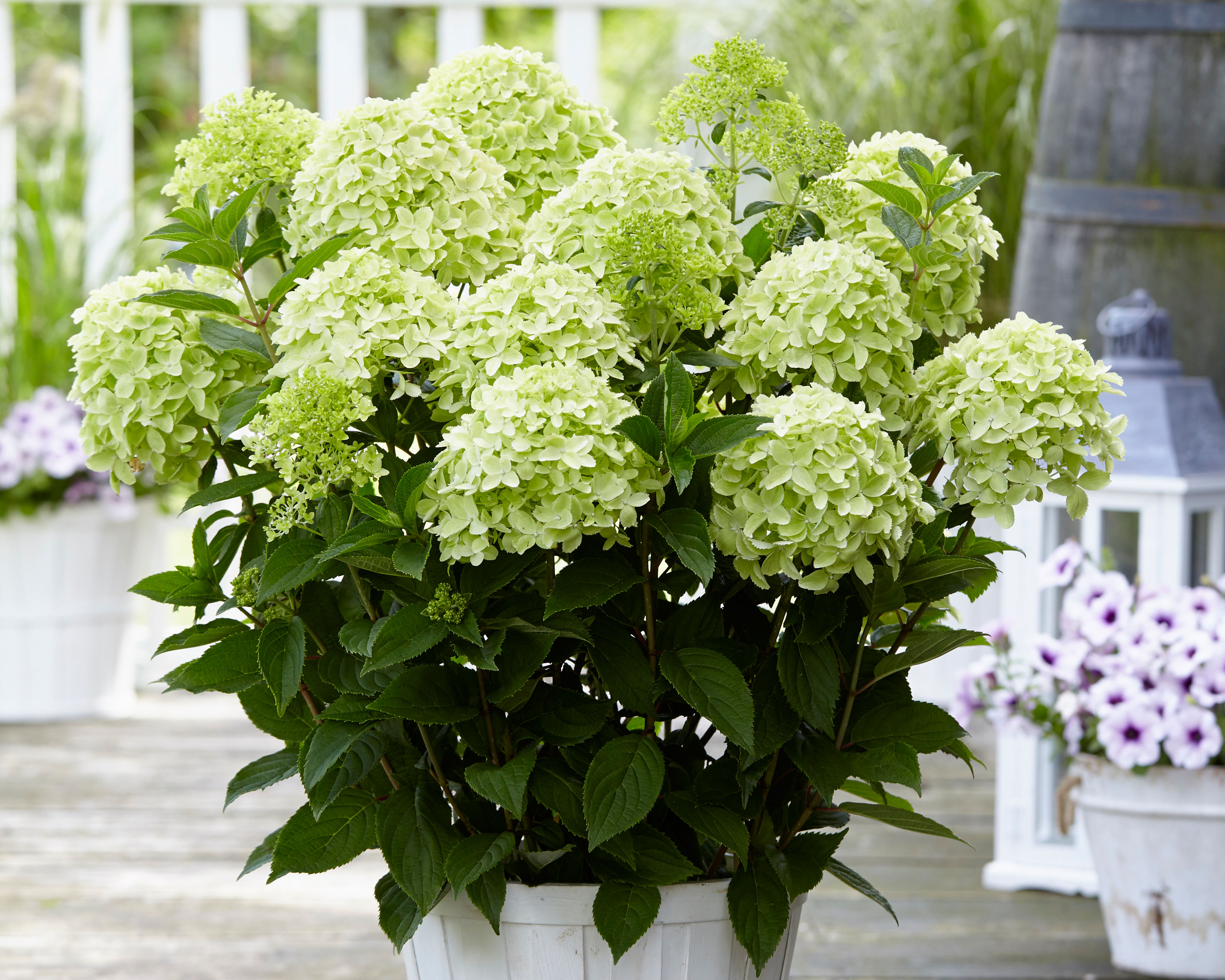 Gardenlights Hydrangea
