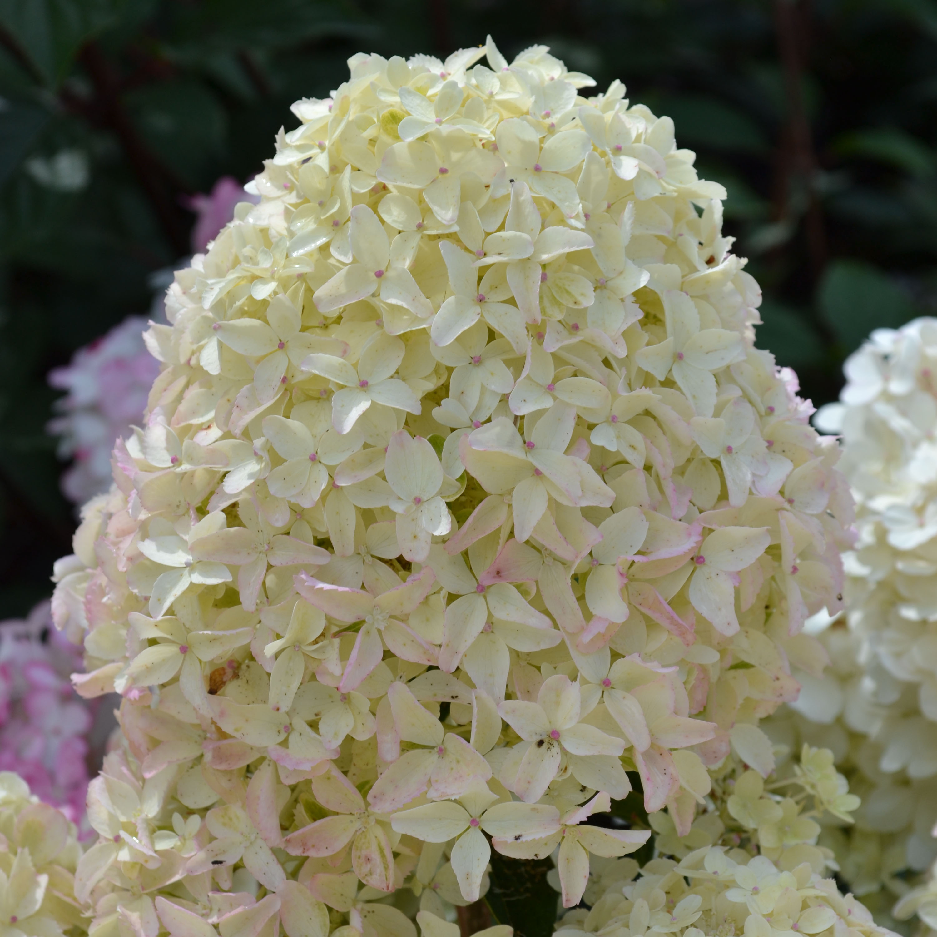 Gardenlights Hydrangea