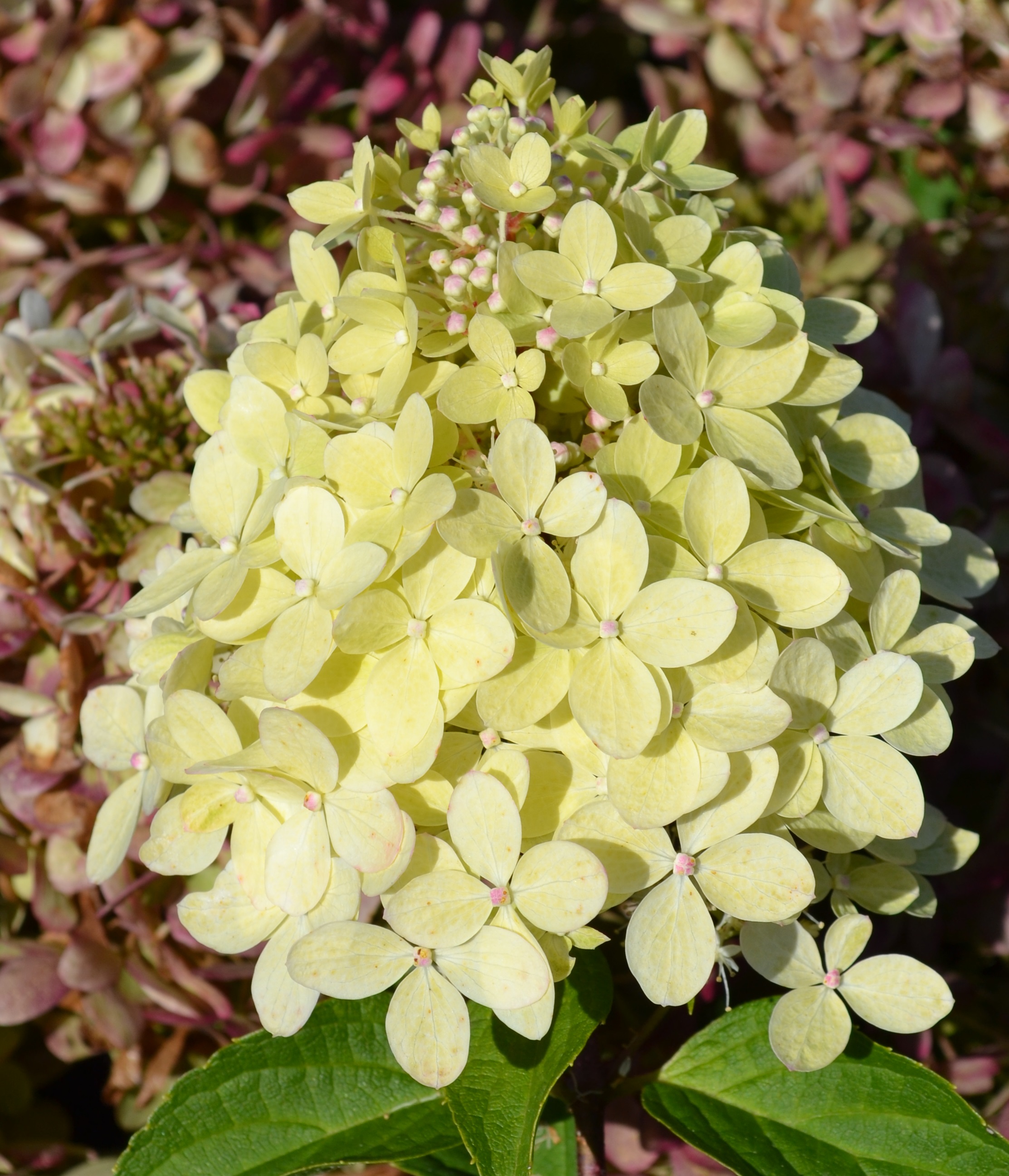Gardenlights Hydrangea