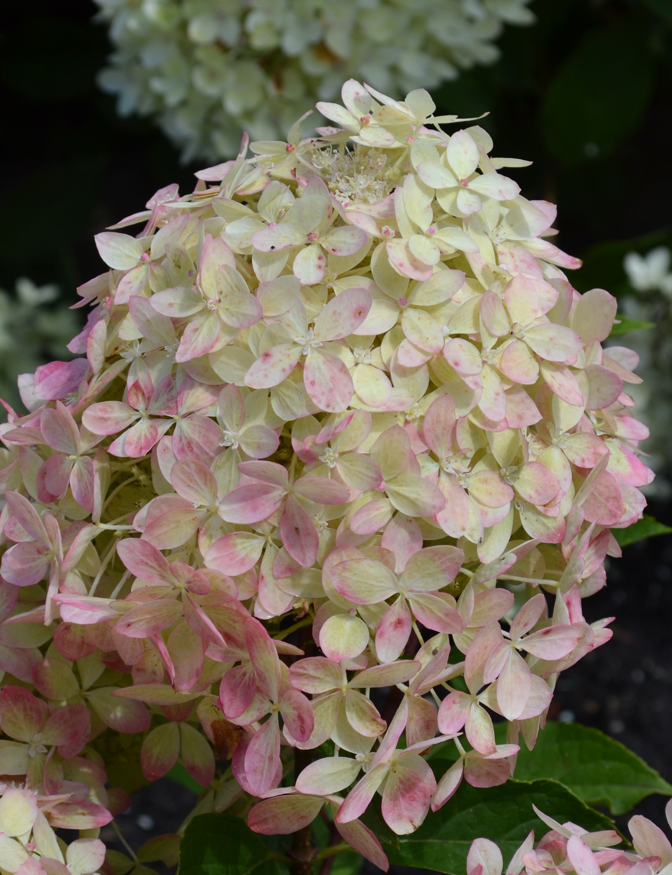 Gardenlights Hydrangea